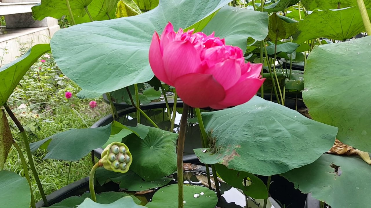 Drop Blood in full bloom - YouTube