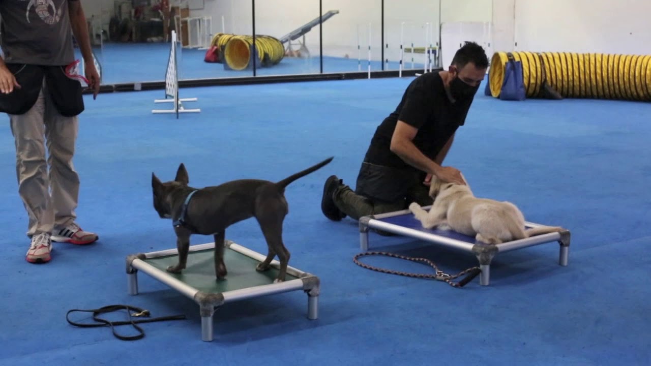 Dog Connection Camp - YouTube