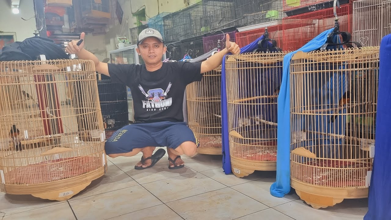 GASSS‼️ WAMBI MINI, CUNGKOK, ROBIN, MURAI MUDA HUTAN DAN MASIH FULL ...