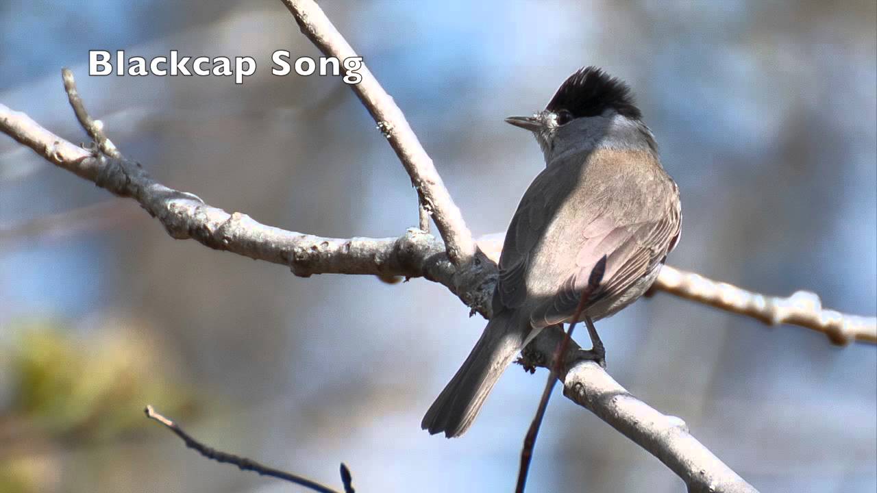 Blackcap Song (Audio) - YouTube