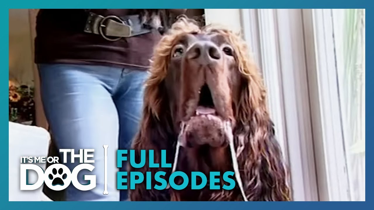 Victoria Faces a Dog with OCD & Famous Owner! | Season 2 Episode 5 | UK ...