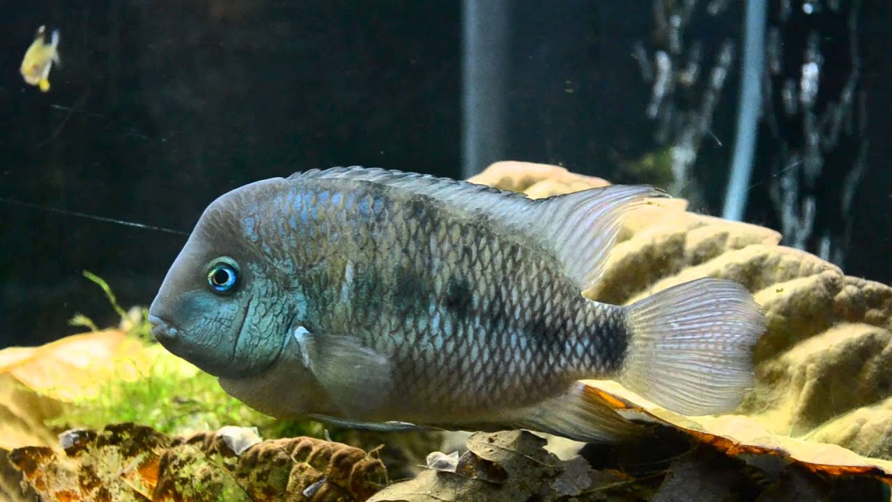 Cryptoheros spilurus male (www.forociclidos.com) - YouTube