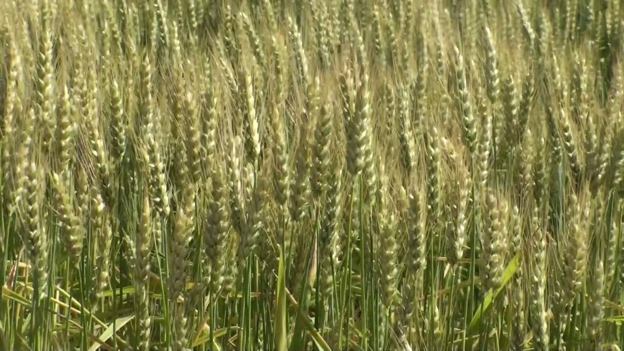Wheat Waving in the Wind - YouTube