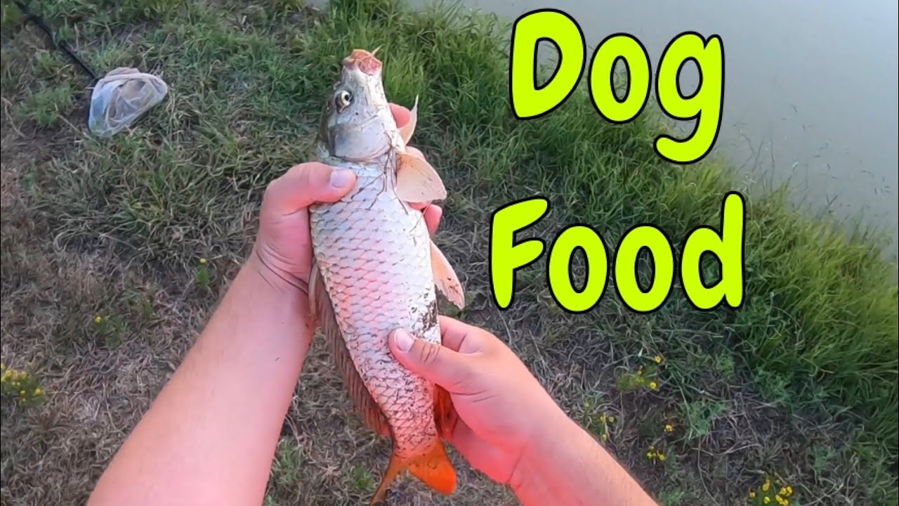 Catching Carp on Dog Food! - YouTube