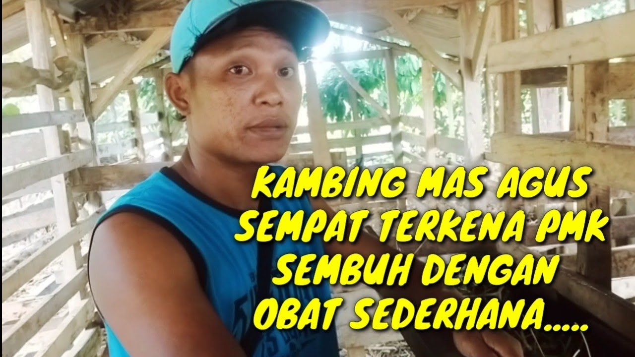 KAMBING MAS AGUS PERNAH TERKENA PMK SEMBUH DENGAN OBAT SEDERHANA - YouTube