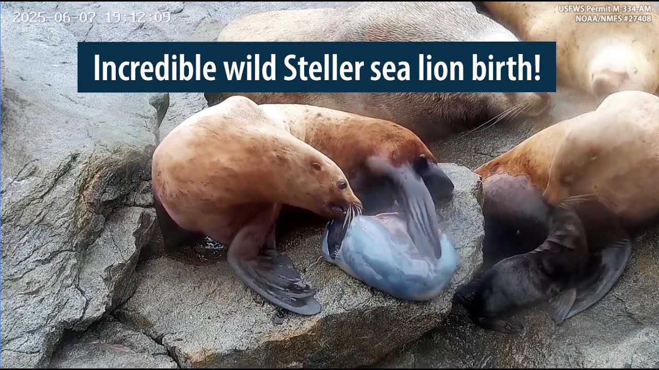 Incredible wildlife moment captured on camera! Steller sea lion "Turtle ...