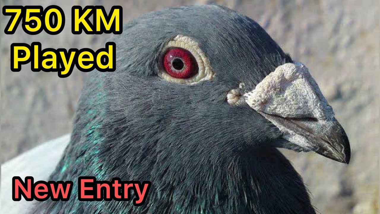 750 KM played Male | Jos thone x Gert Noel Racing Pigeons - YouTube