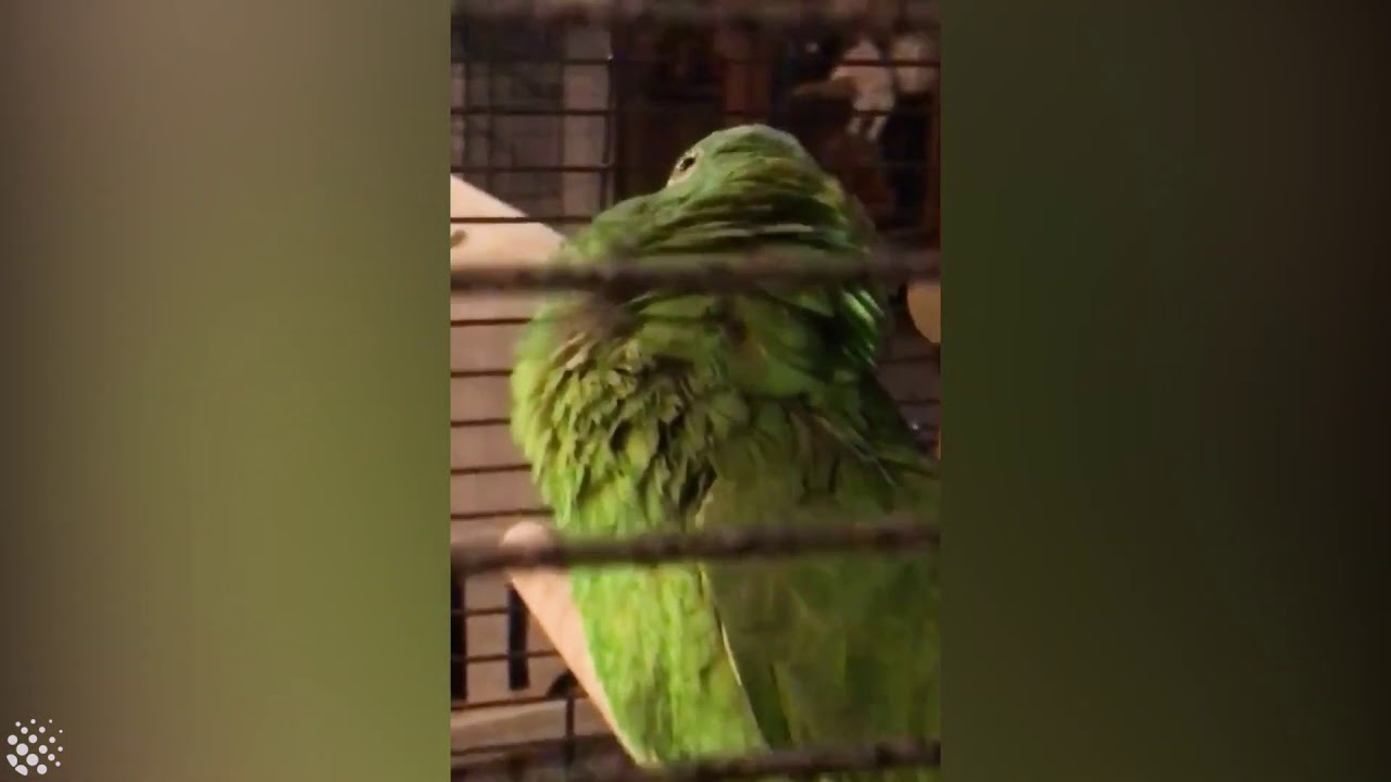 Nico the crying bird 😮😳 - YouTube