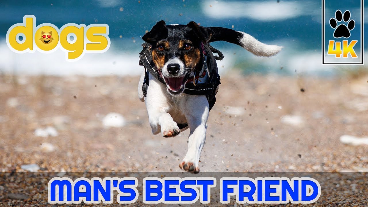 Furry Friends: Dogs to Soothe Your Soul - Relaxing Dogs | 4k Dog ...