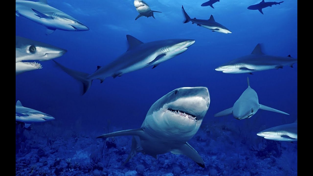 Finding Jesus Under the Sea: Human Sharks? What!? - YouTube