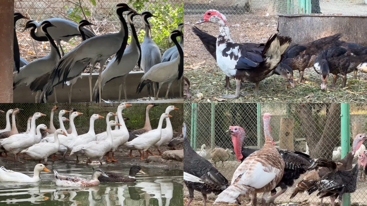 Ducks, Turkey Birds and Crane Birds | Muslim breeding Farm Birds Visit ...