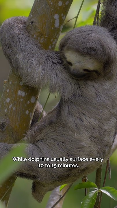 Who can hold breath longer, sloth or dolphin? - YouTube