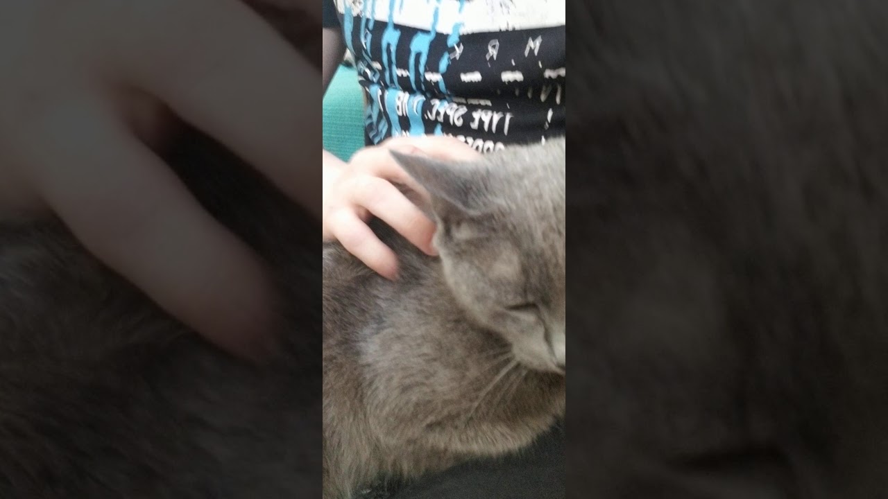 For Krystal Scott(Crazy cat killer) - YouTube