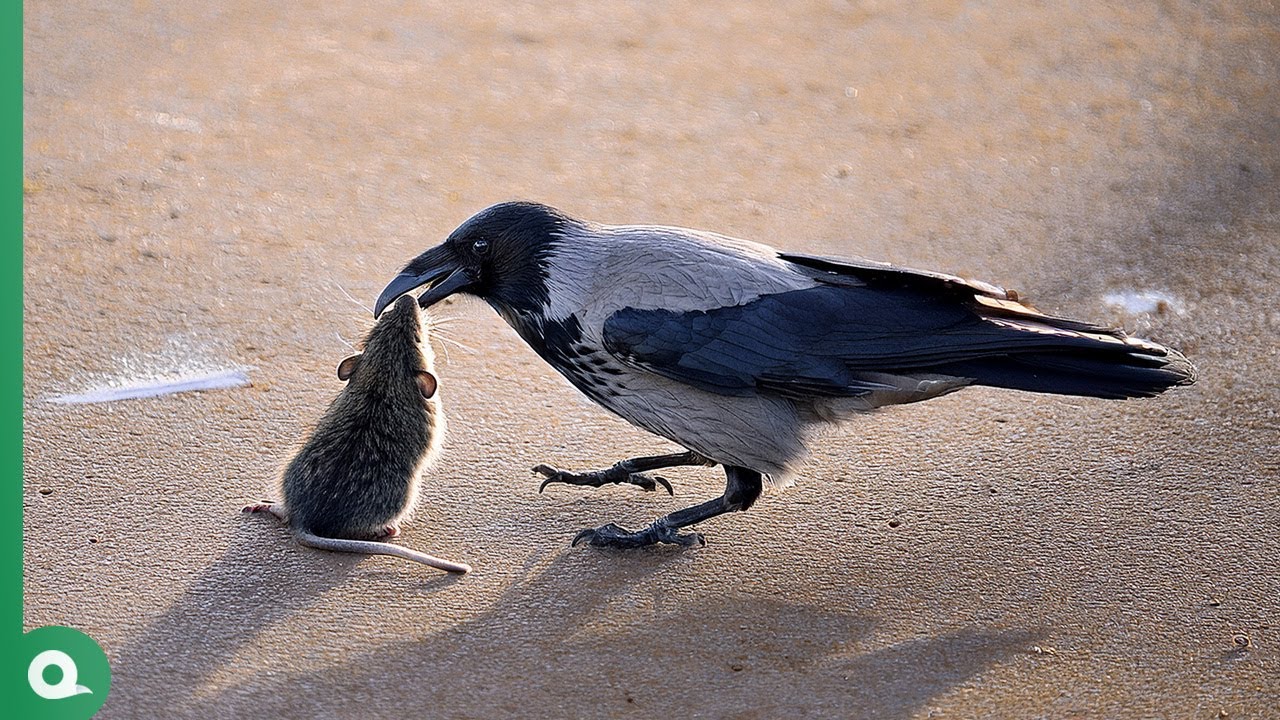Deadliest Crow Attacks Ever Caught on Camera - YouTube