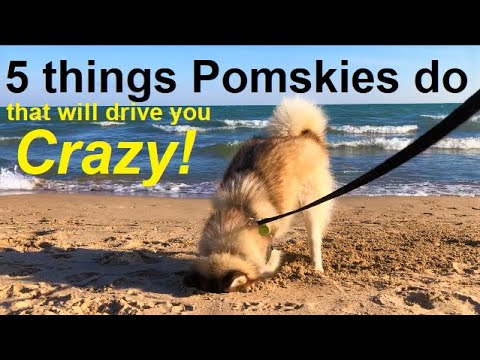 5 annoying things Pomskies do (five funny things that will drive Pomsky ...