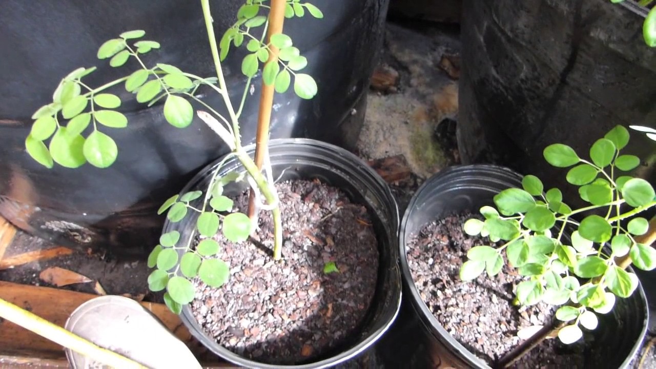 Propagating Morenga From Cuttings - YouTube