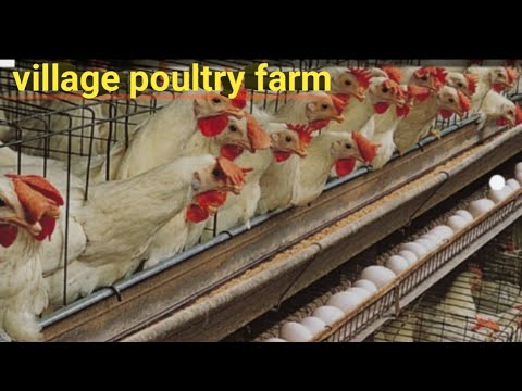 village poultry farm#youtube village poultry farm#eggs#hen - YouTube