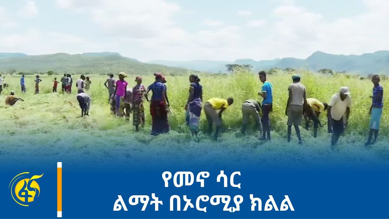 የመኖ ሳር ልማት በኦሮሚያ ክልል Youtube
