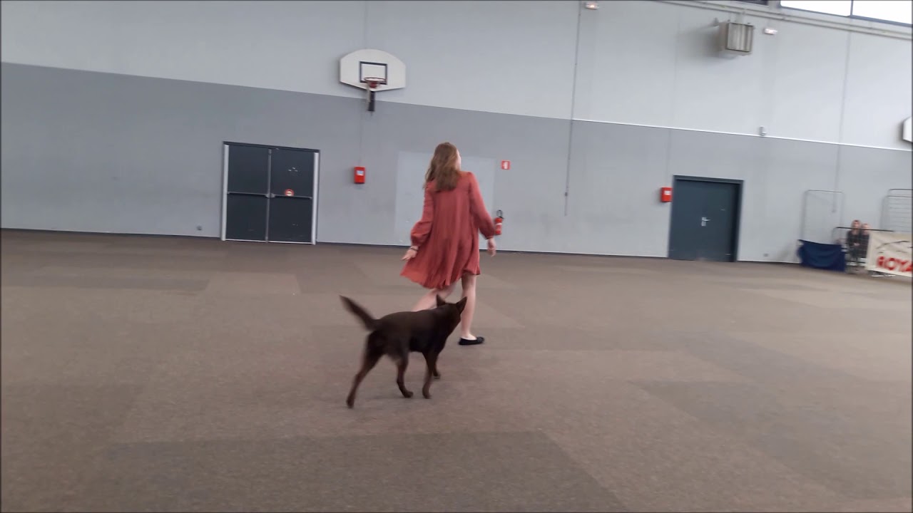 Dog Dancing - 2nd Competition 15 04 18 - YouTube