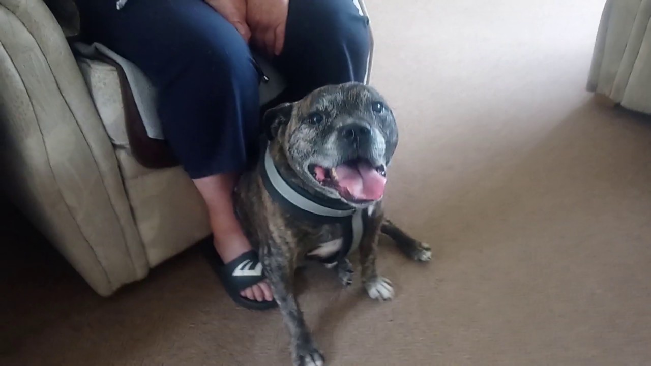 Myles with best staffie smile - YouTube