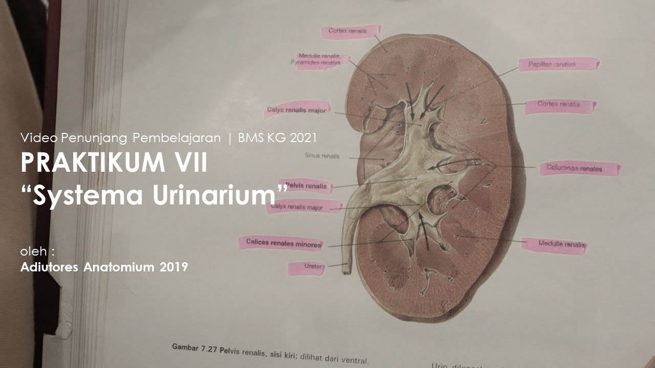P7 SYSTEMA URINARIUM - YouTube