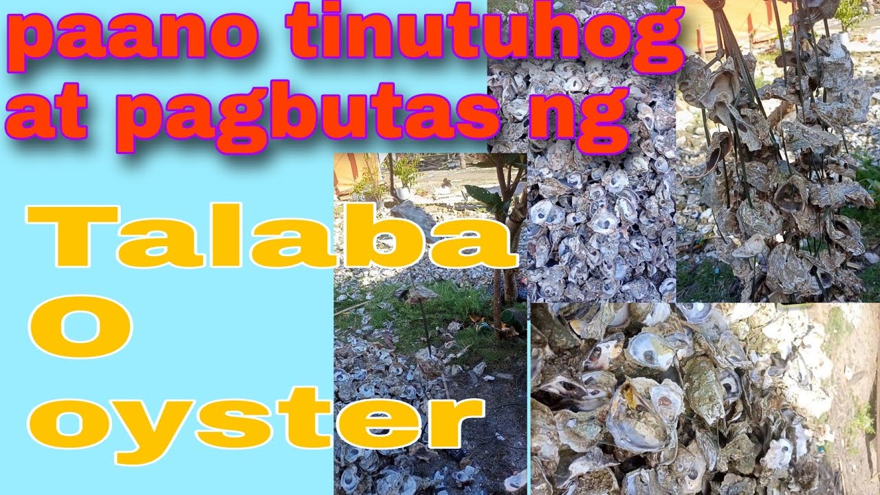 paano binubutas at tinutuhog ang talaba shell - YouTube