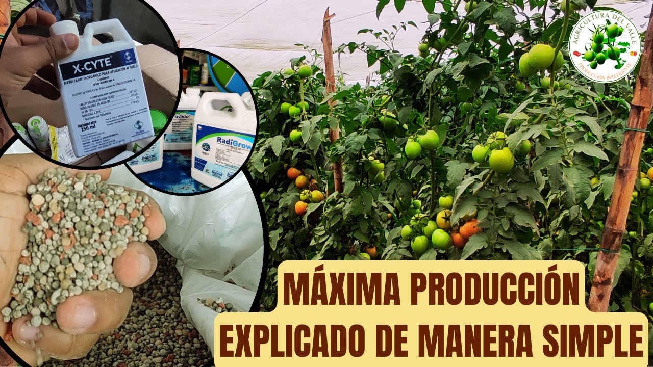 Todo lo que necesitas saber sobre producción de frutos en 6 minutos ...