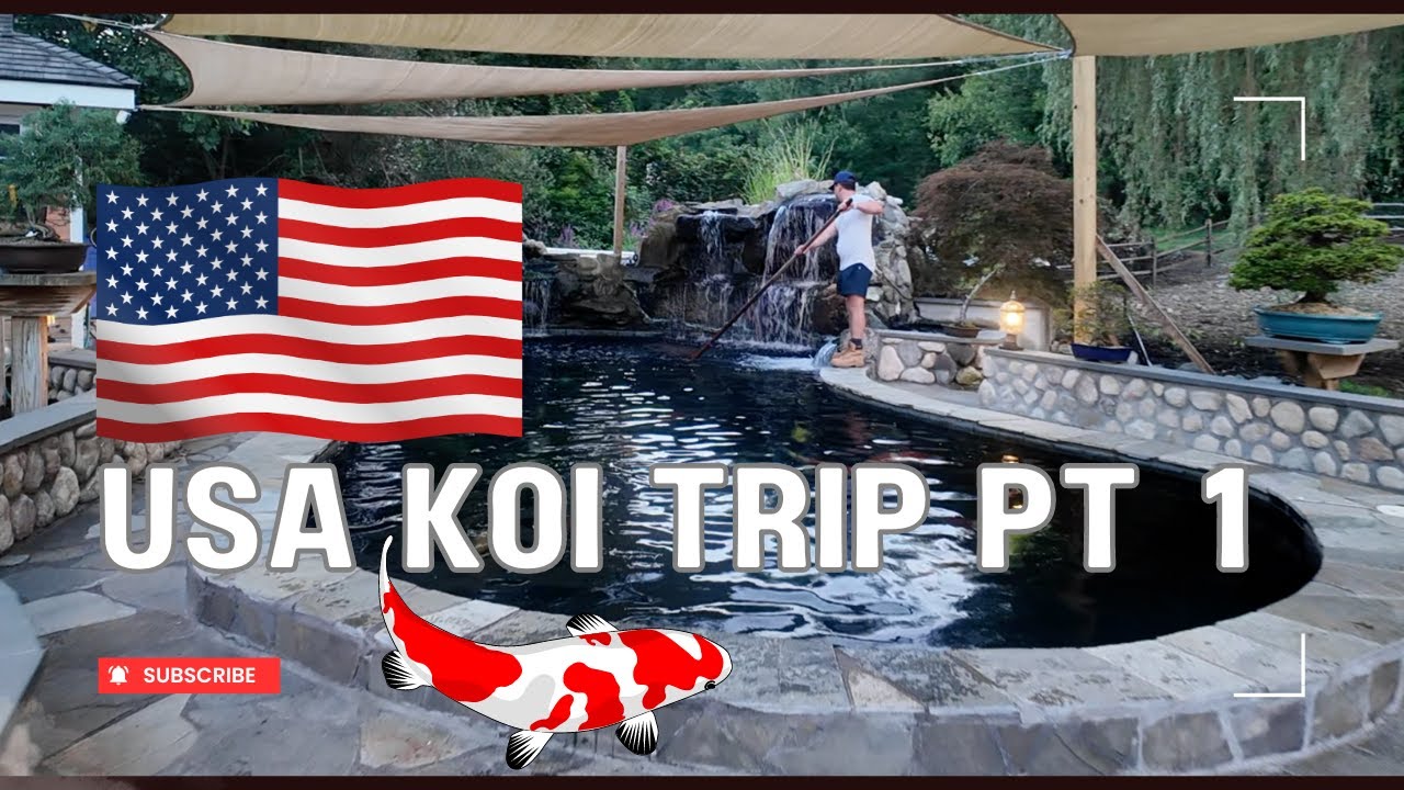 USA Koi trip part 1, pond visit and moving koi to koifest #koi #fish ...