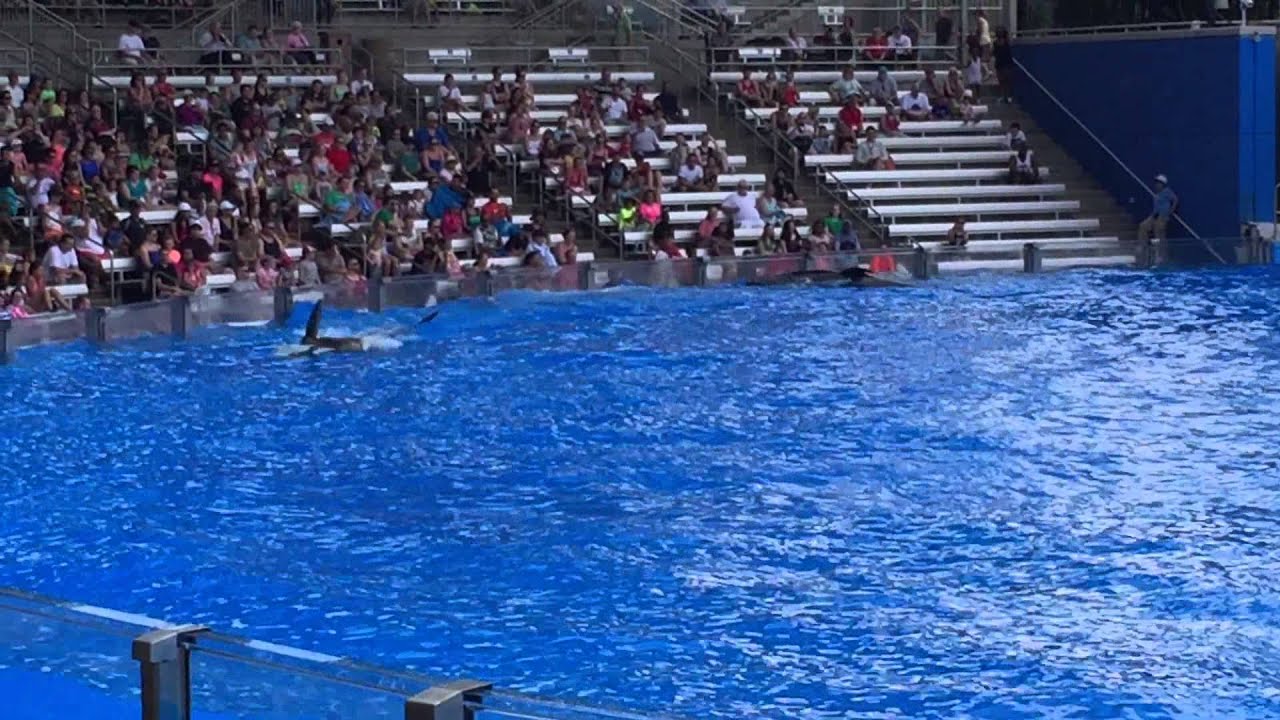 One Ocean Shamu Show Seaworld Orlando - YouTube