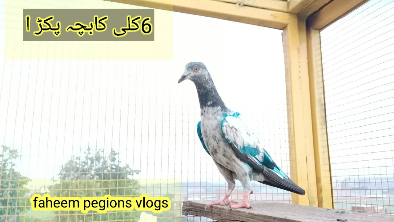 6kali ka bacha pakra|lahore shad bagh|15-07-2022 - YouTube