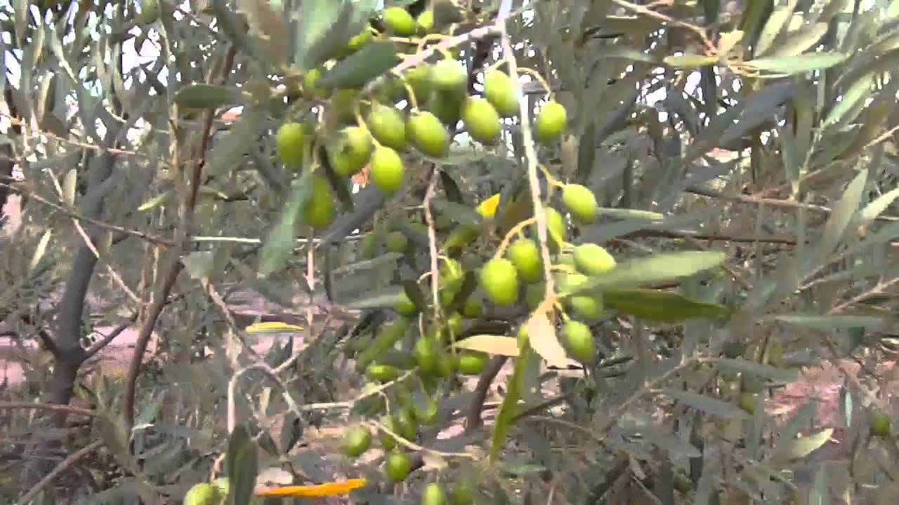Oliveiras, Azeitonas - YouTube
