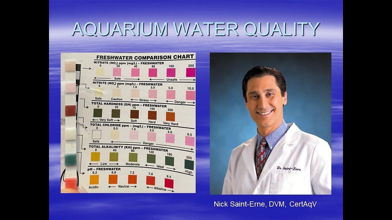 Tank Talk #2 - Aquarium Water Quality - YouTube
