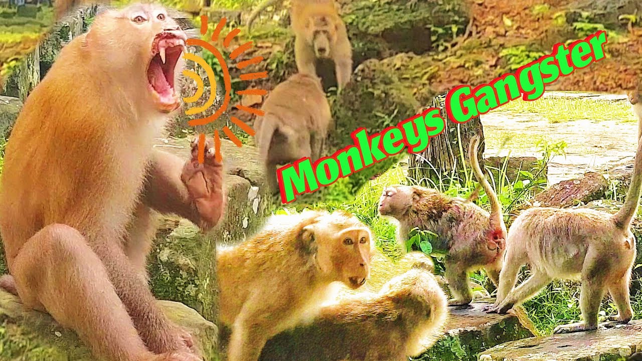 Big conflict fighting gangster monkeys [Action video clips of Monkeys] - YouTube