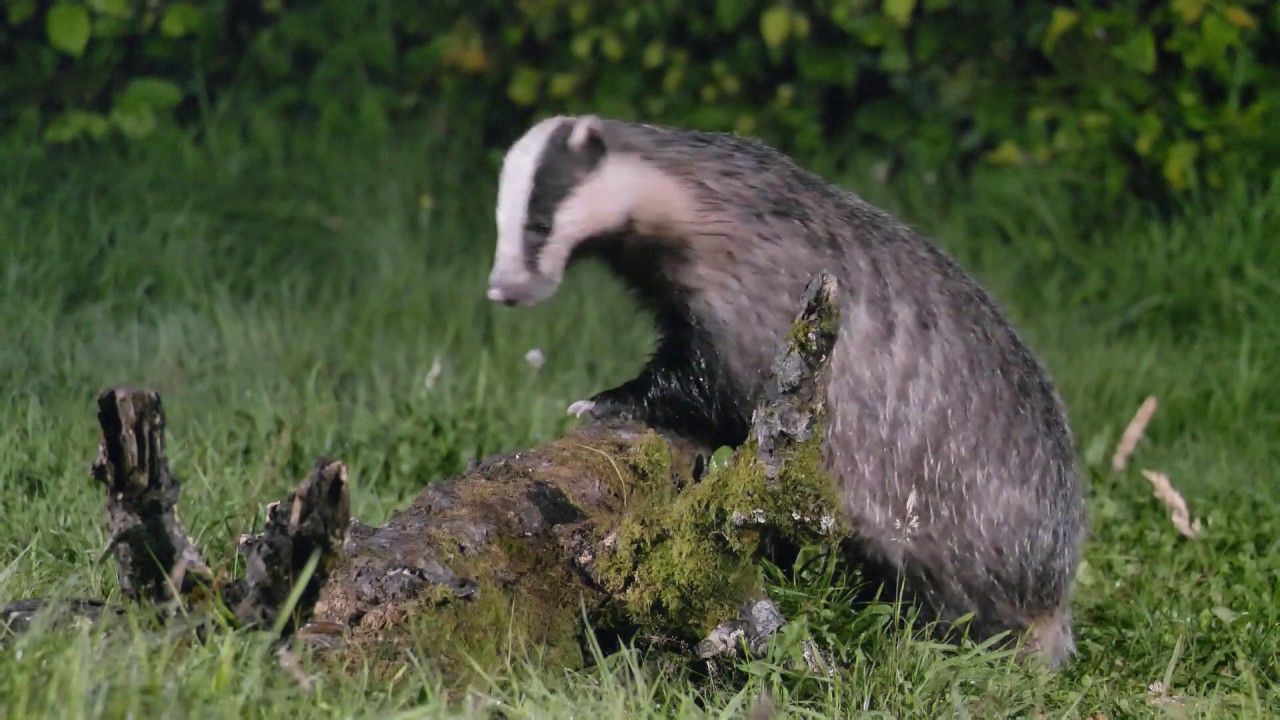 Feeding Badger - YouTube