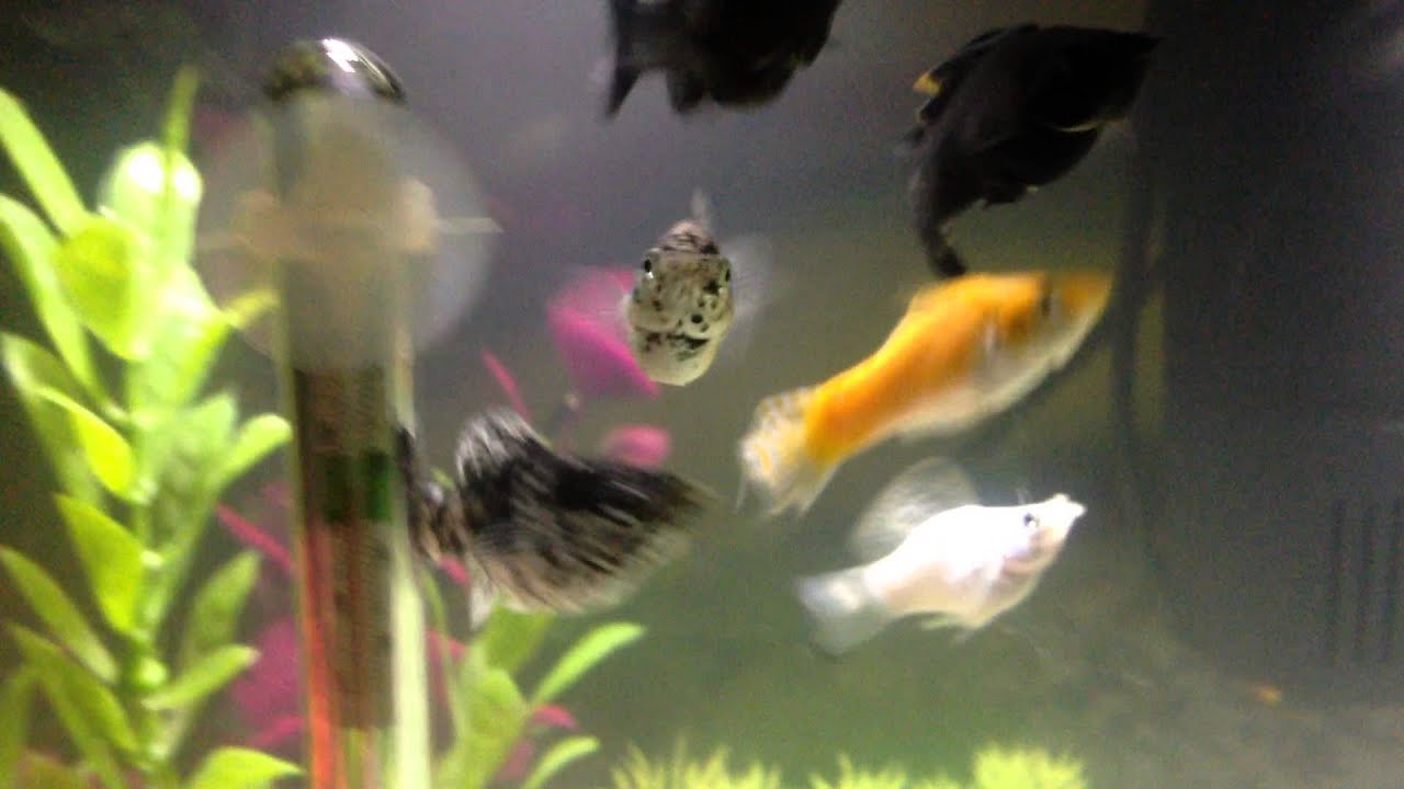 My 10 gallon Molly tank. What do I do? - YouTube