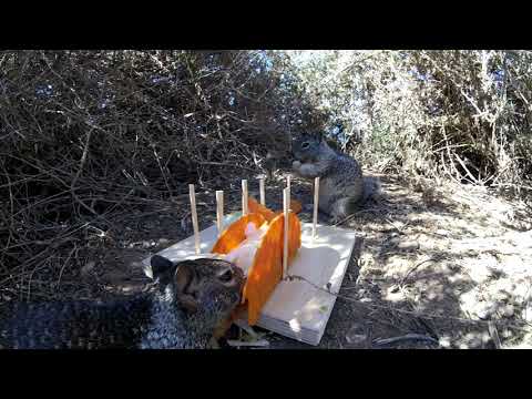 Squirrels Eating Tacos - YouTube
