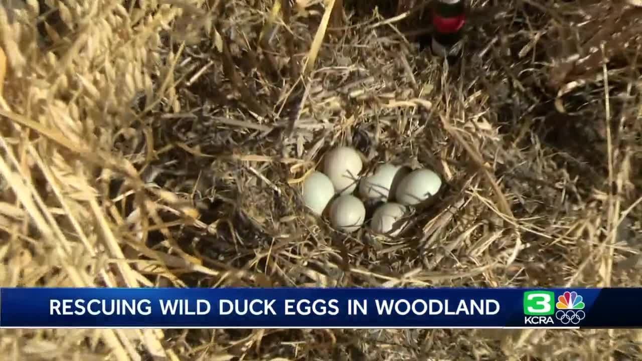 Group rescues wild duck eggs in Woodland - YouTube