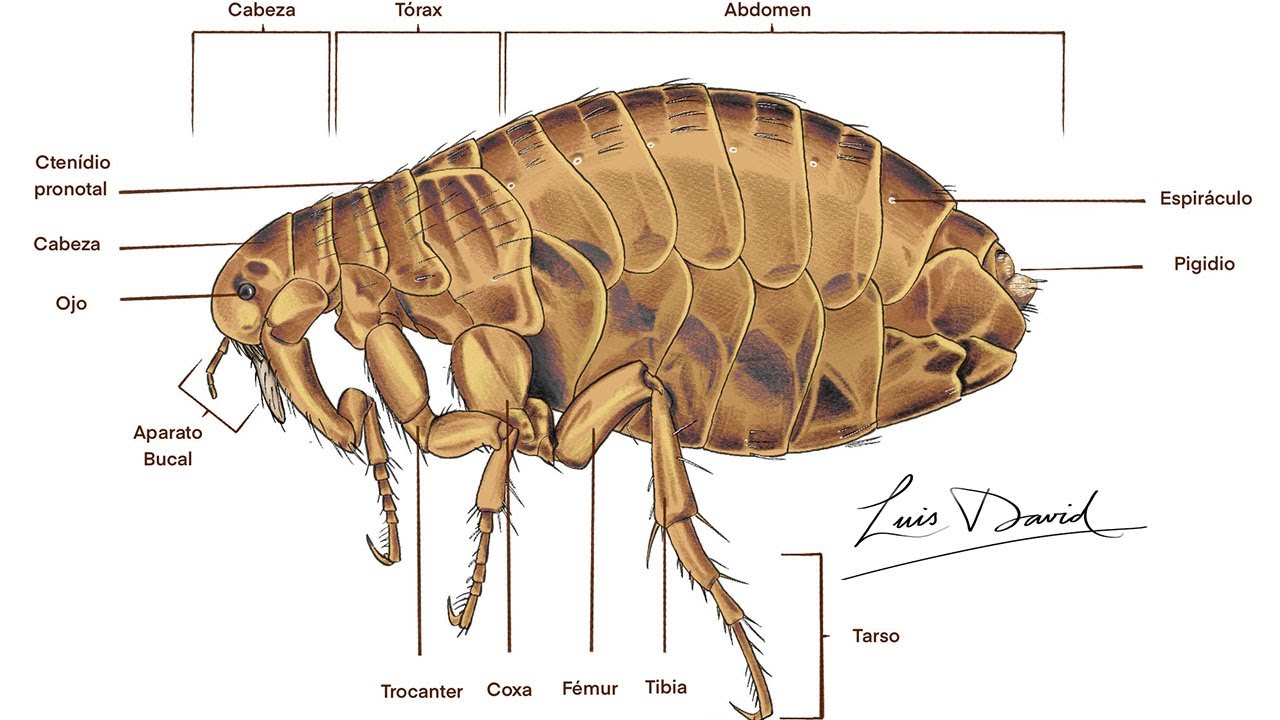 PULGA Ilustracion entomología PROCREATE - YouTube