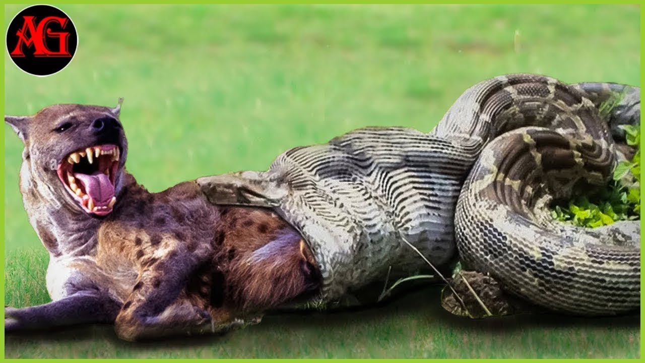 30 moments when wild hyenas faced off against nature's most dangerous ...