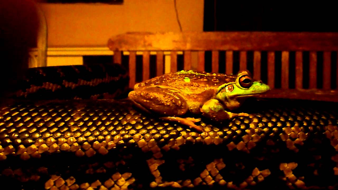 Frog riding on a snake - YouTube