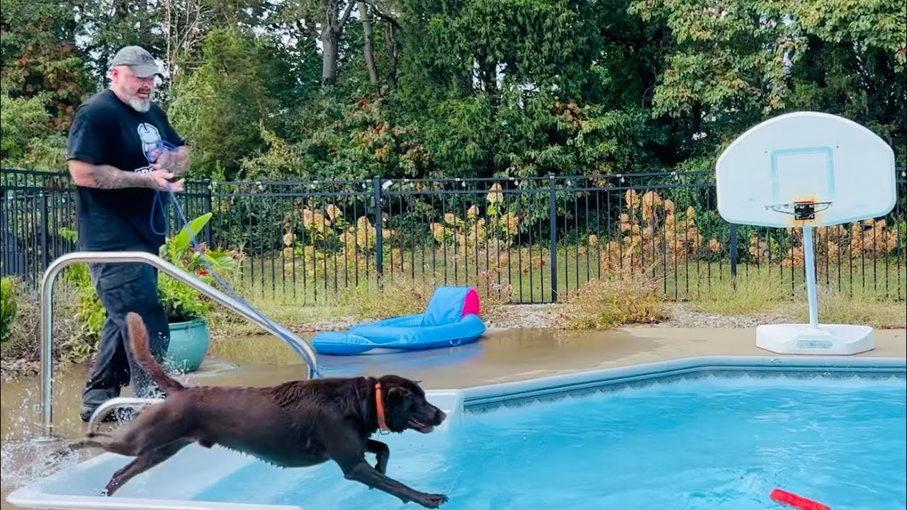 Anxious and nervous Labrador Retriever / Day one / find what he loves ...