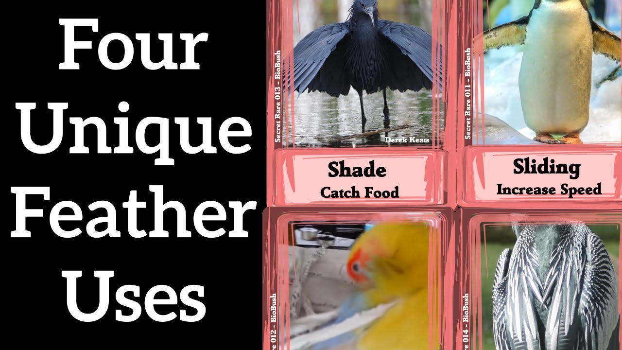 Four Unique Feather Uses - Feather Function #4 - YouTube