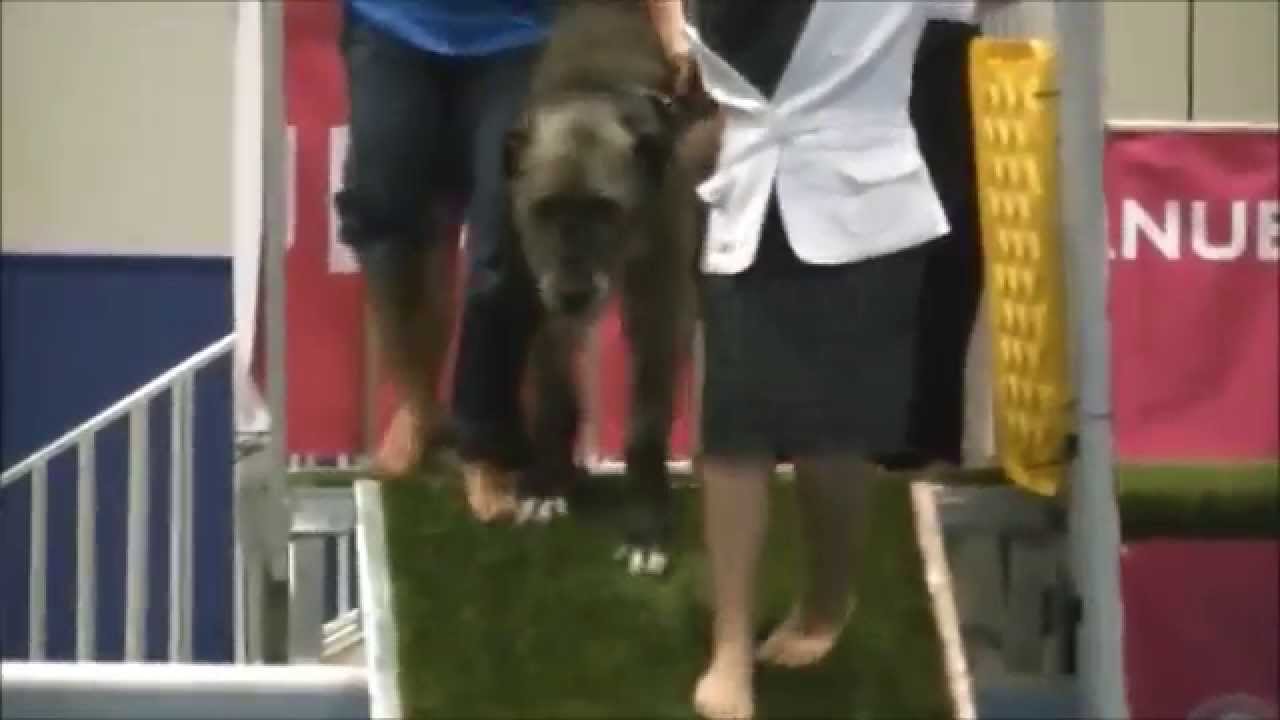 Franky Dock Diving? (NOT) Eukanuba 2014 - YouTube