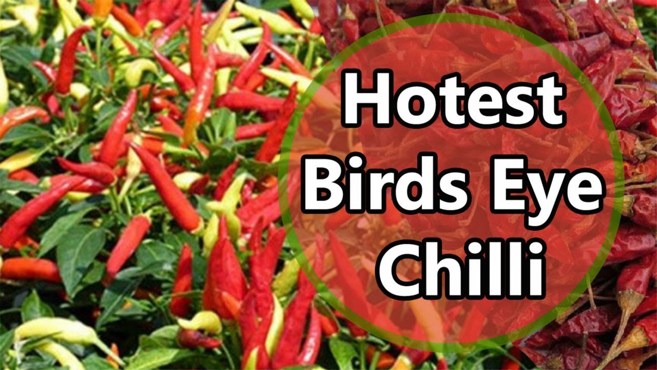 birds eye chilli | dhani mirchi | longi mirch | bird eye chilli ...