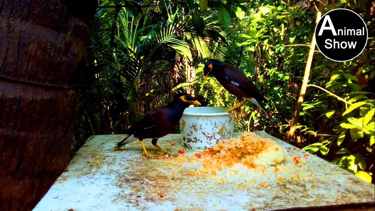 Couple of Myna Birds, Chipmunks, Myna bird eating food (February 25 ...
