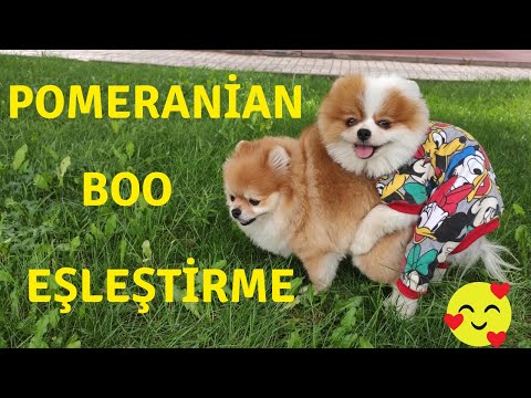 POMERANİAN BOO KÖPEK ÇİFTLEŞMEK İÇİN ÇOK EMEK HARCADI ( POMERANİAN BOO ÇİFTLEŞTİRME )