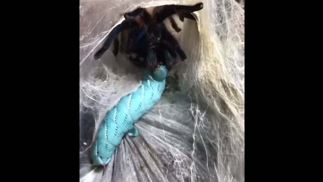 Spider Feeding On A Big Blue Worm - YouTube