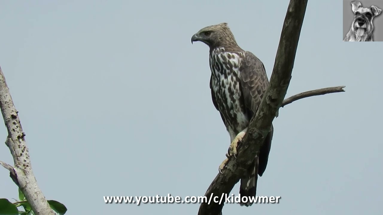CHANGEABLE-HAWK EAGLE (pale morph), Singapore - YouTube