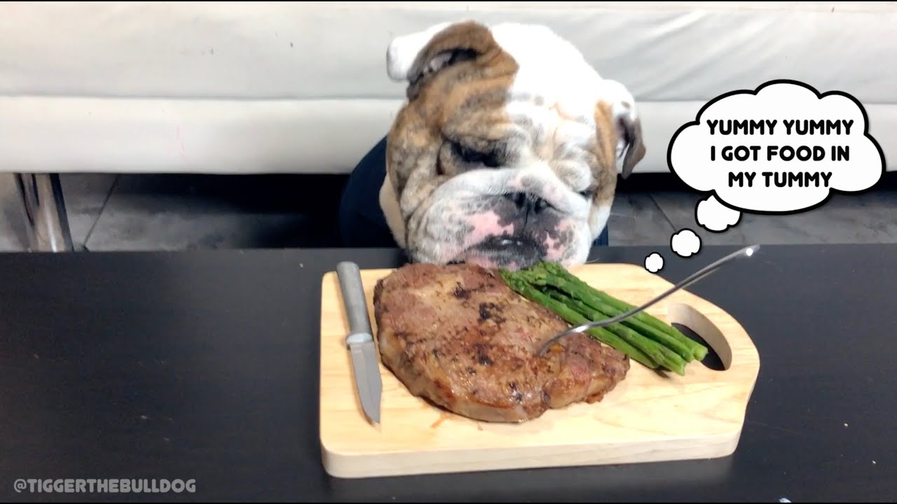 ASMR ENGLISH BULLDOG EATS 1 POUND RIBEYE STEAK 🥩 - YouTube