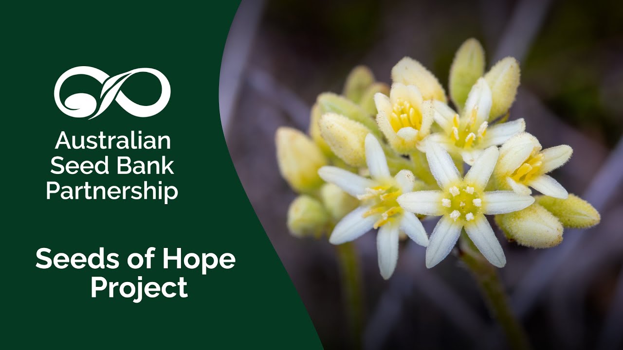 Seeds Of Hope Project - YouTube